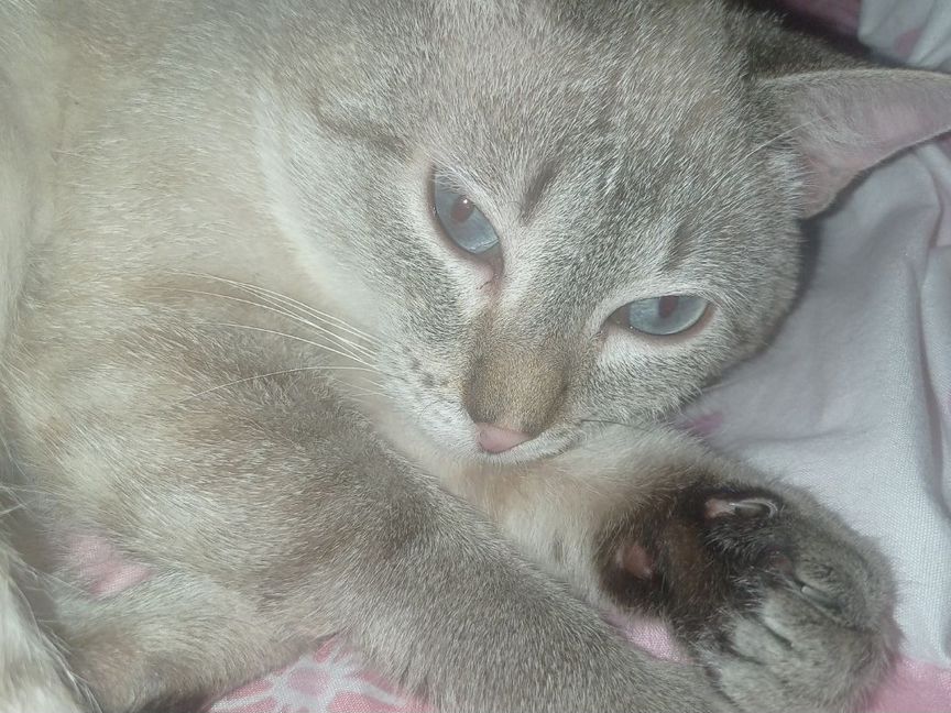 Сиамский кот