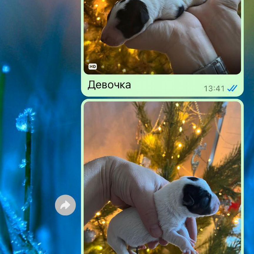 Отдам щенка в добрые руки