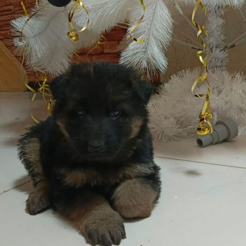 Немецкая овчарка