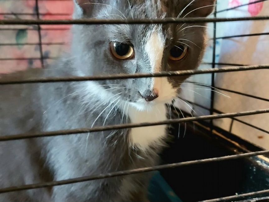 Малыш Лео ищет семью