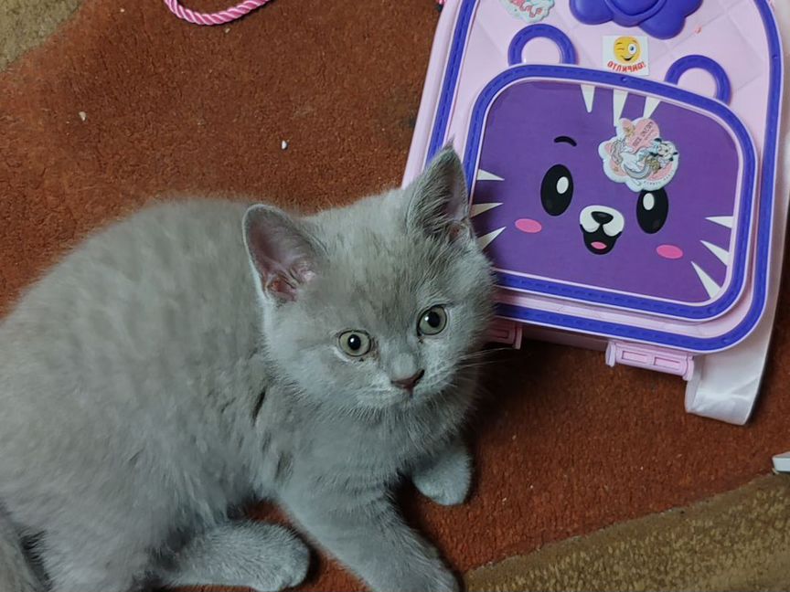 Британская