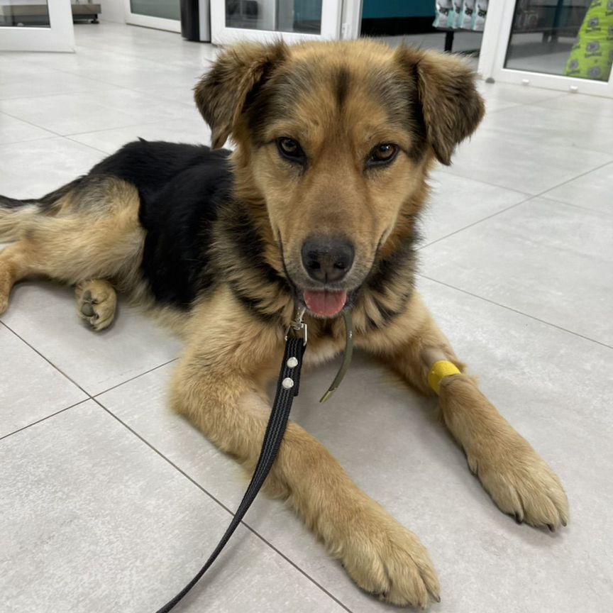 Собака в добрые руки