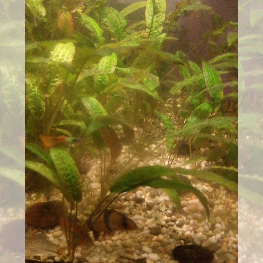 Аквариумные рыбки