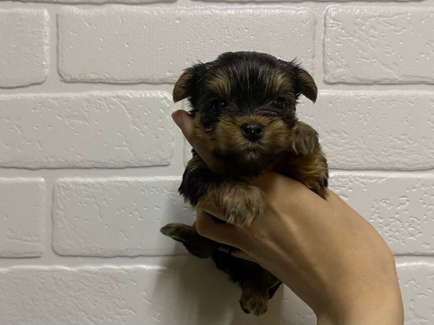 Йоркширский терьер мини