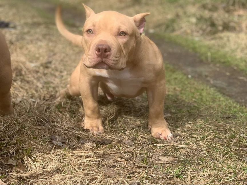 Американский булли