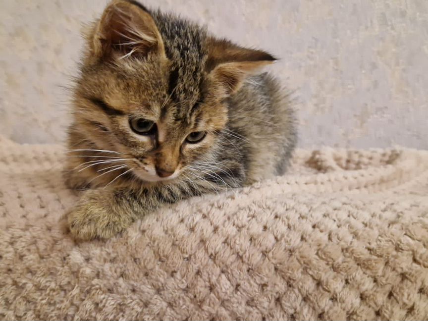Замечательна девочка ищет дом