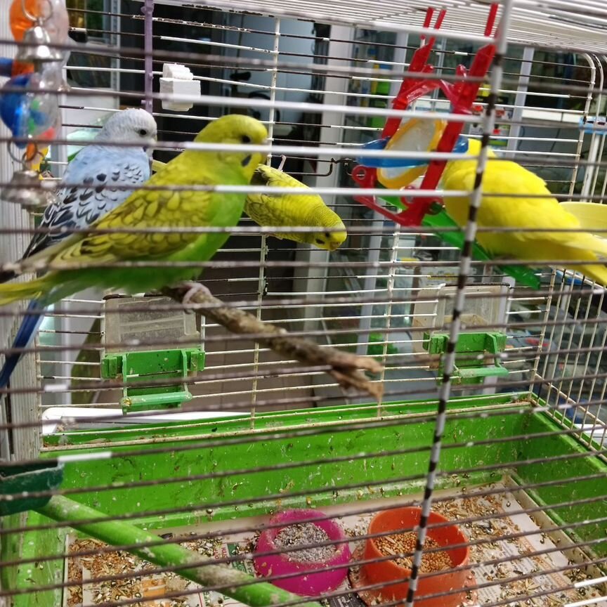 Птенцы волнистый попугай