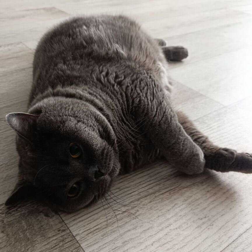 Британский короткошёрстный, взрослый кот