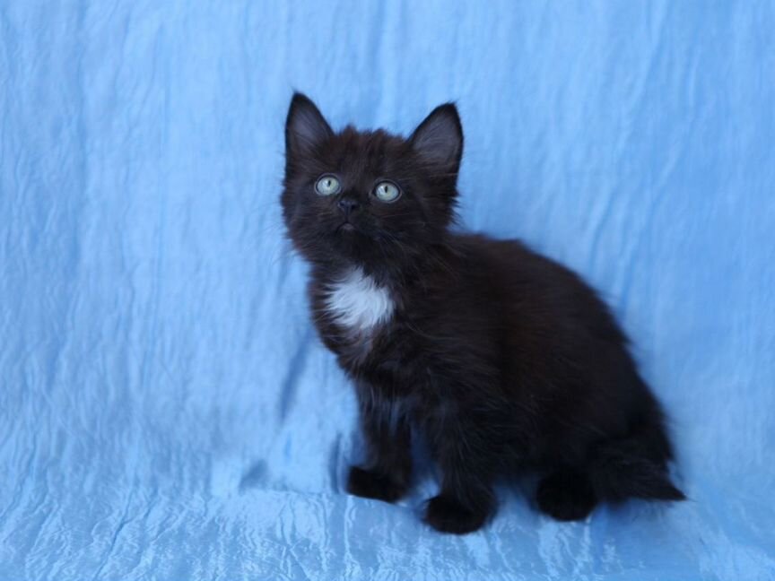 Чудо котенок живёт в подвале