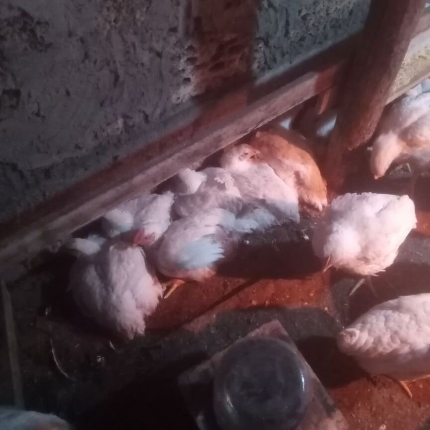 Продам бройлеров подрощеных.1 месяц