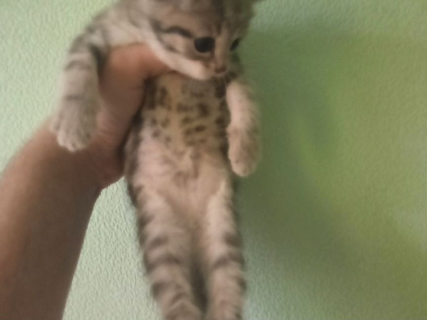 Котенок шотландский