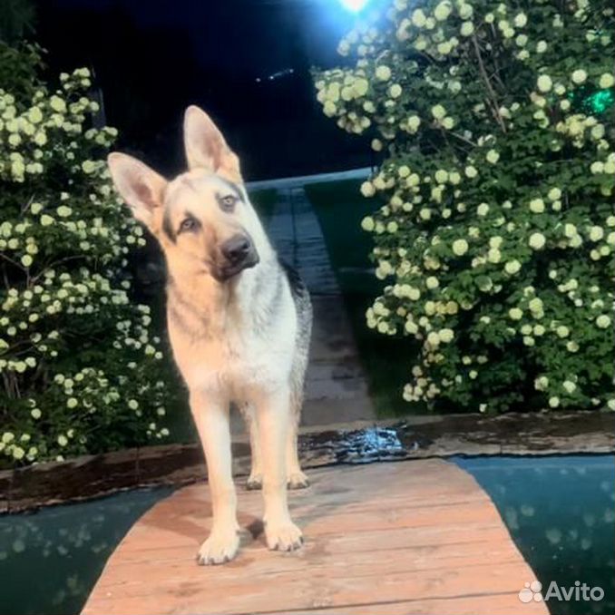 Продам собаку,Восточно Европейская овчарка,кабель