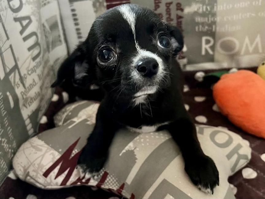 Девочка чихуахуа