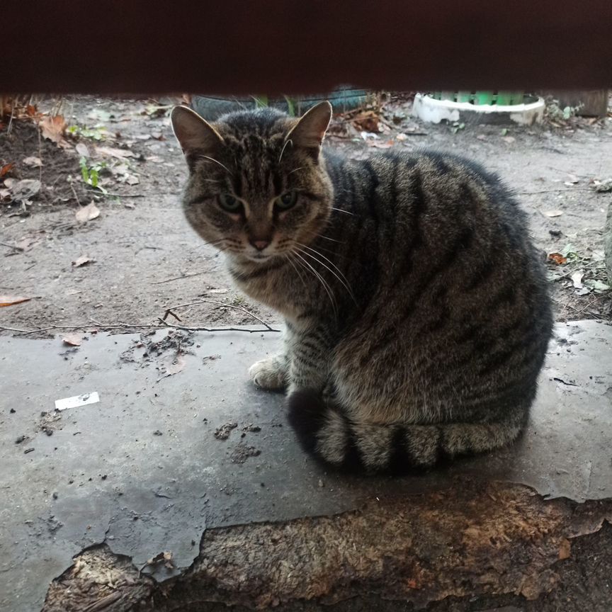 Кошка