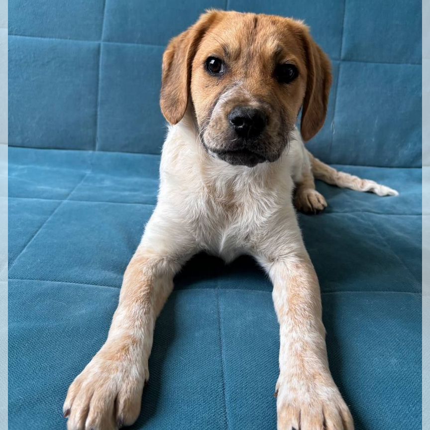 Английский кокер-спаниель, щенок