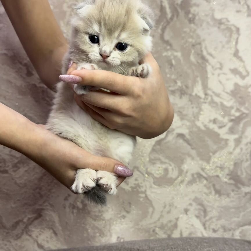 Шотландские котята