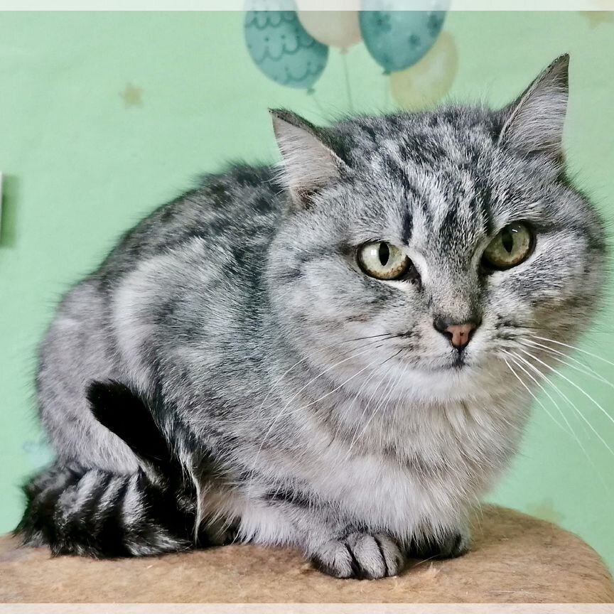 Шотландская прямоухая короткошёрстная, взрослая кошка