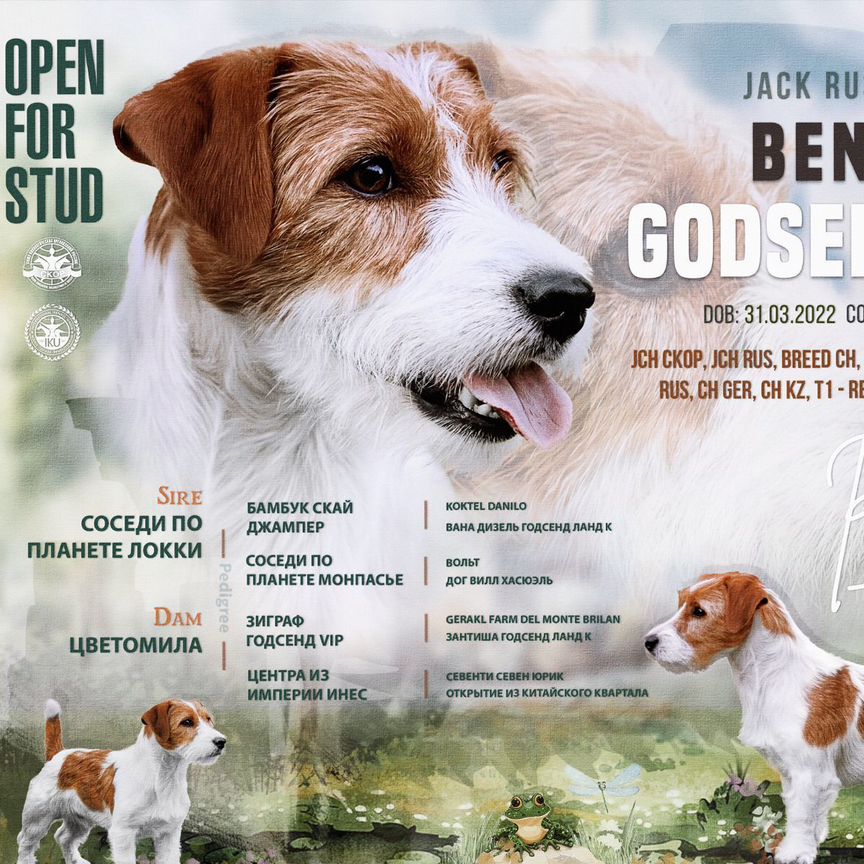 Вязка джек рассел терьер