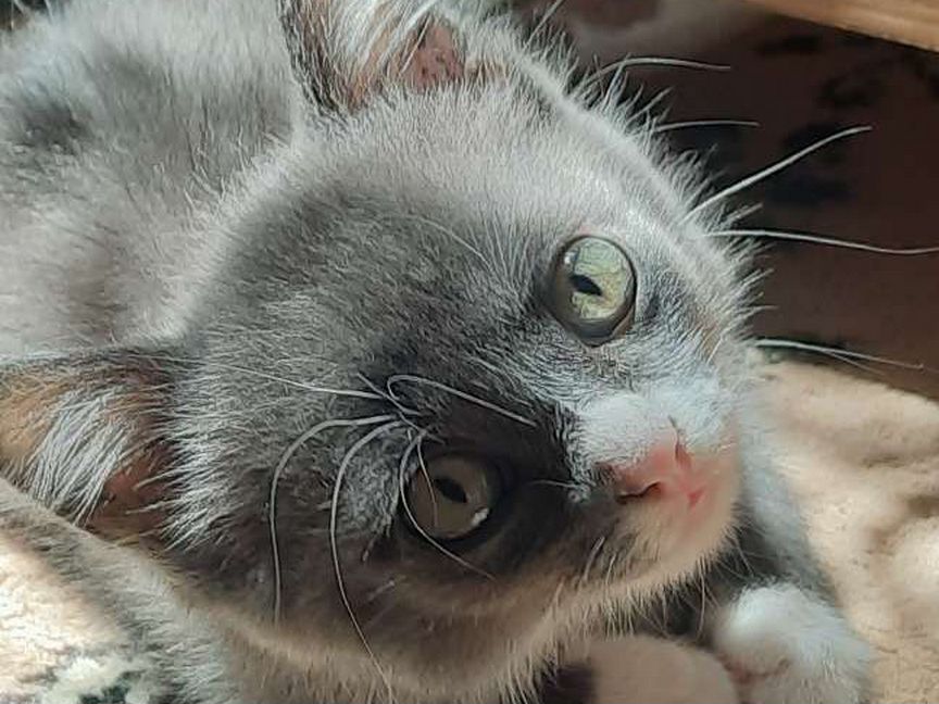 Котик в дар бесплатно