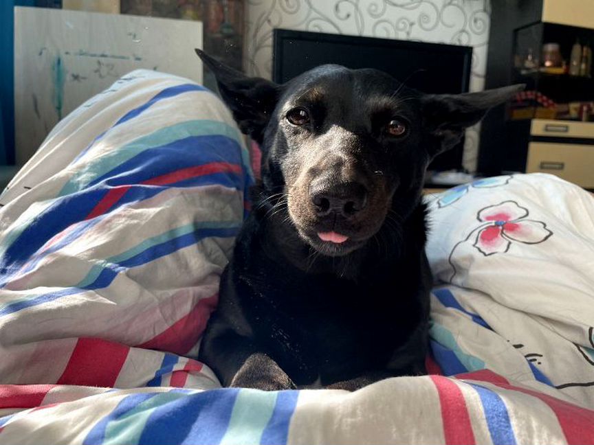 Собака в добрые руки