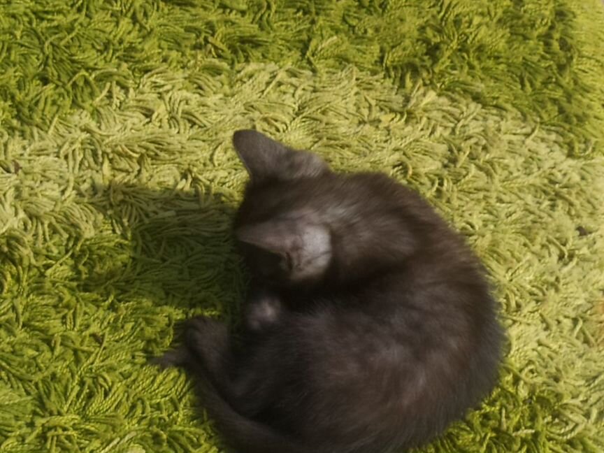 Котята в добрые руки мальчики Пулька и Акробат