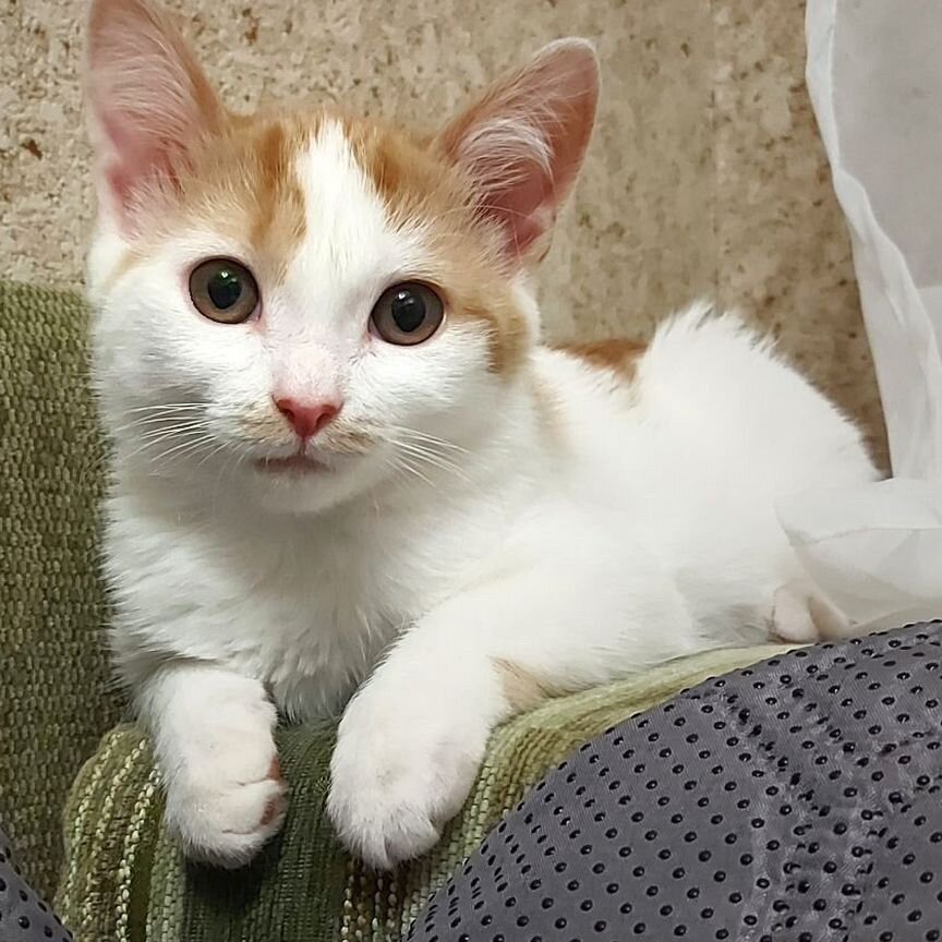 Очаровательный котенок в добрые руки
