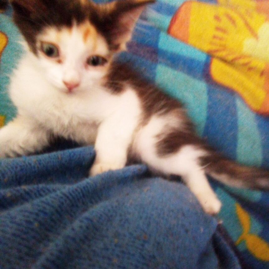 Котята
