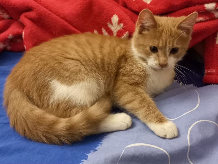 Котенок