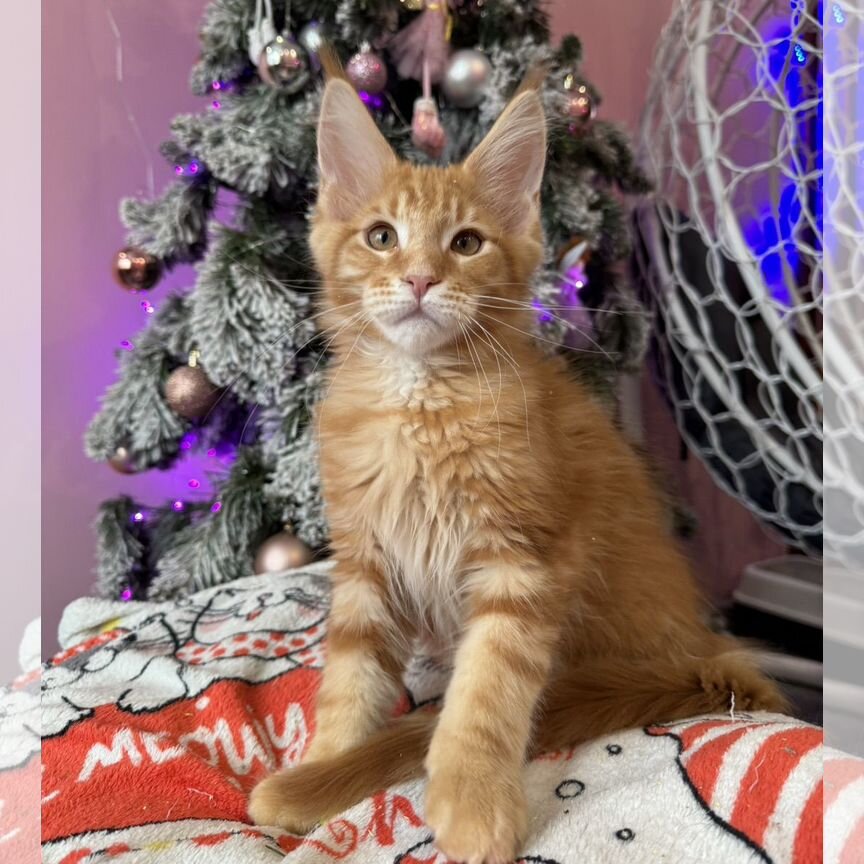 Мейн-кун котёнок