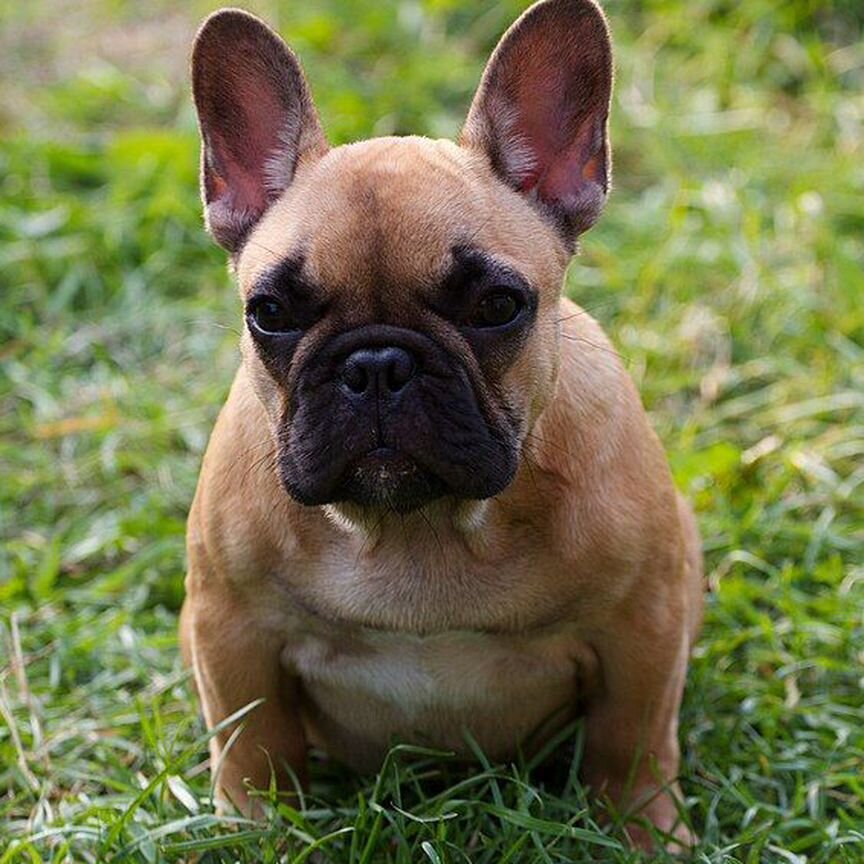 Французский бульдог, взрослая собака