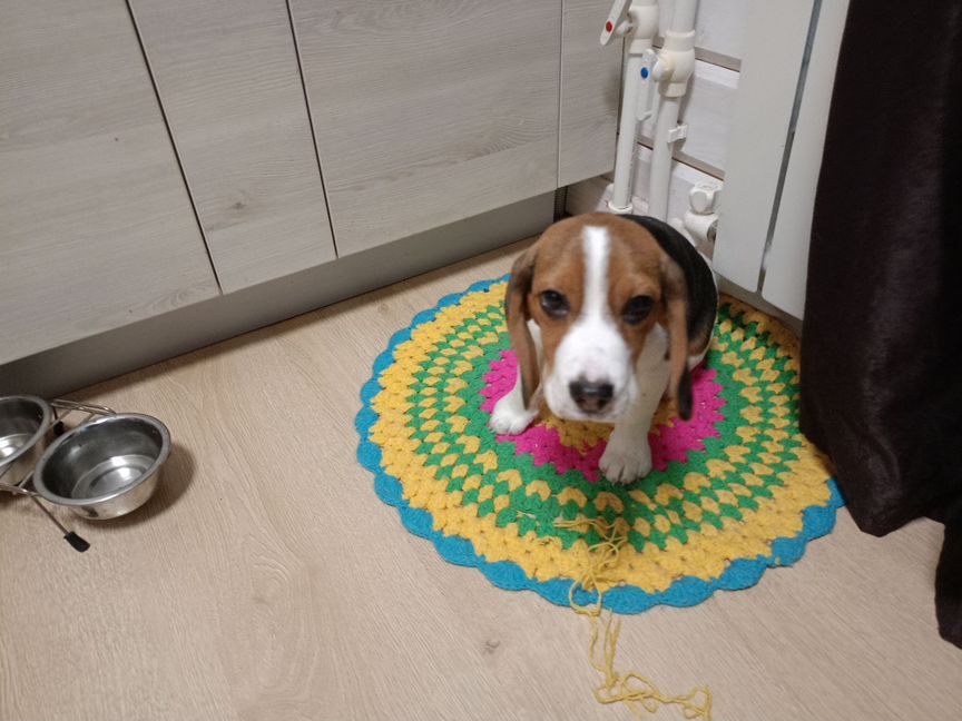 Щенок Бигль