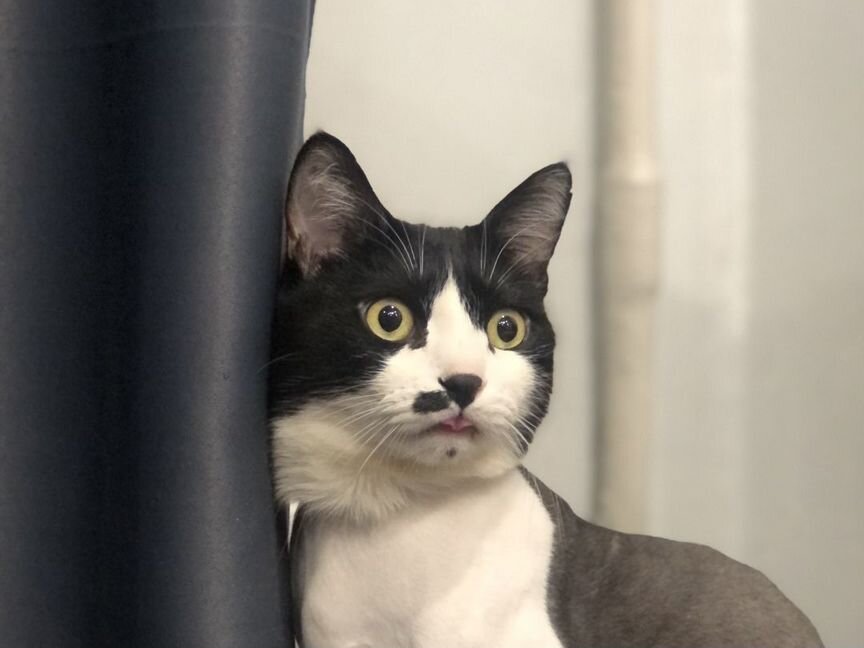 Отдам кошку и кота в добрые руки