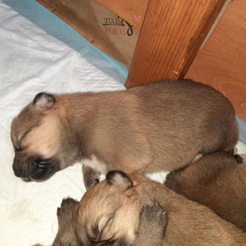 Щенки, есть мальчики и девчули