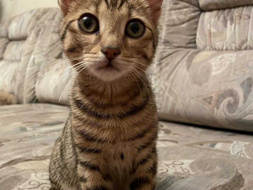 Котенок полубенгал