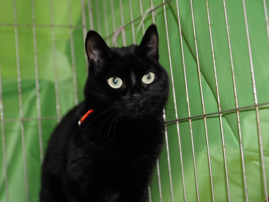 Пантерка в добрые руки