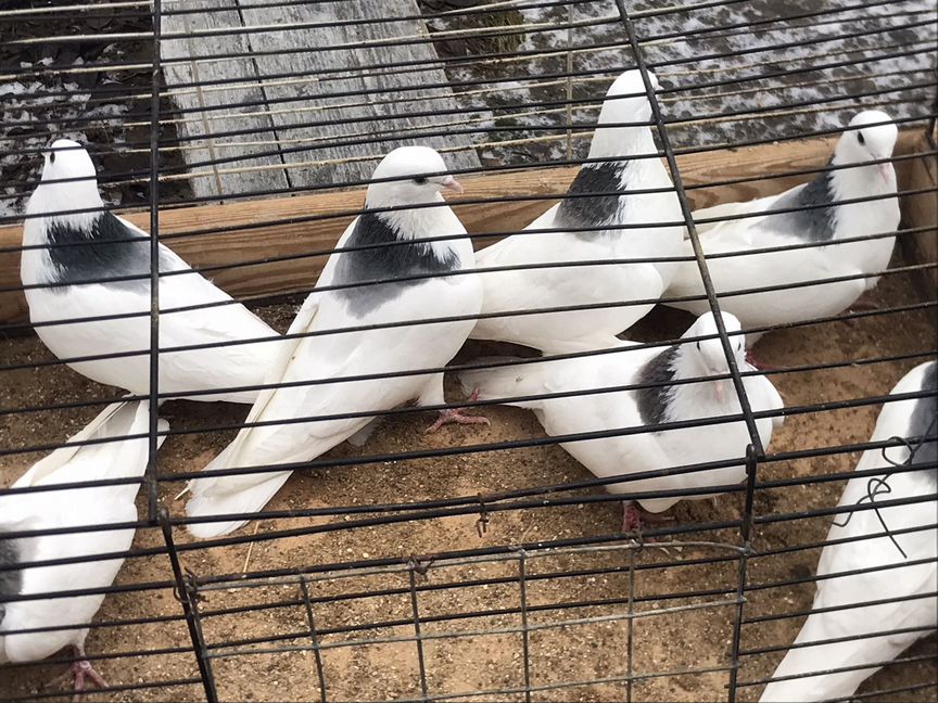 Голуби Пермские гривуны