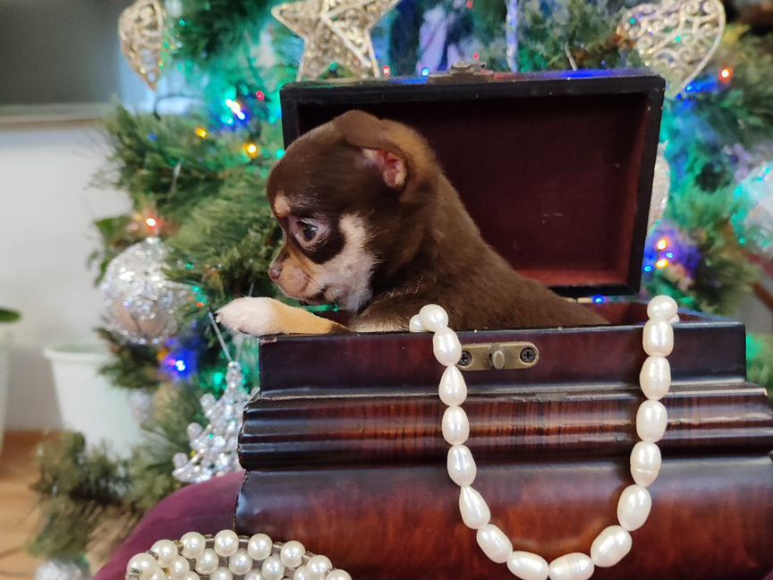 Чихуахуа мини micro