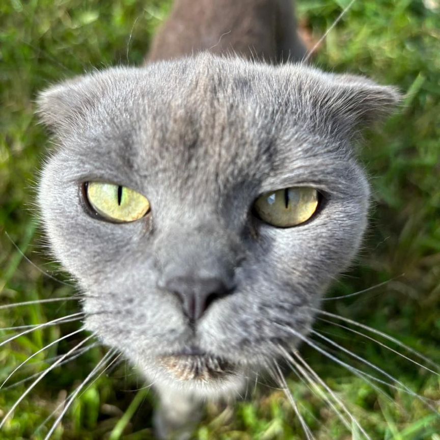 Британская на дачах пропадает