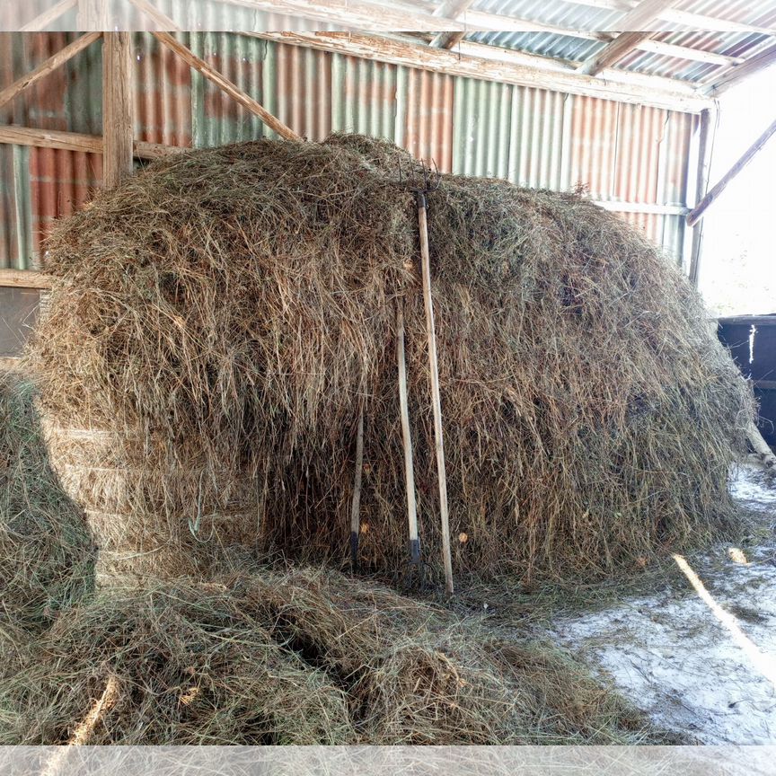 Продам сено в рулонах