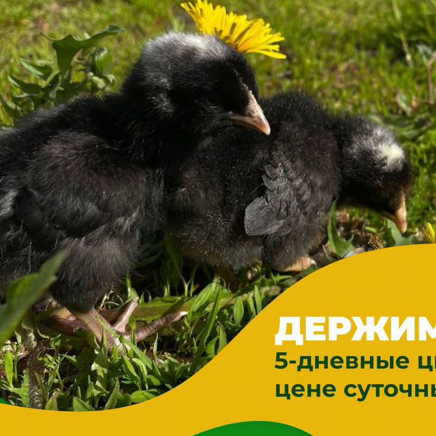 Цыплята Гризбар вывод 30 марта