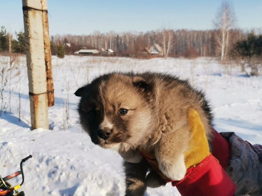 Отдам щенков. Помесь Хаски