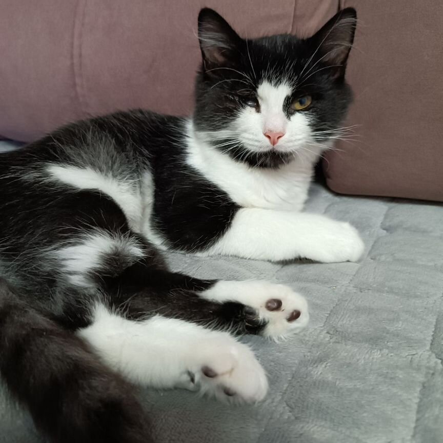 Нужен дом особенной кошечке