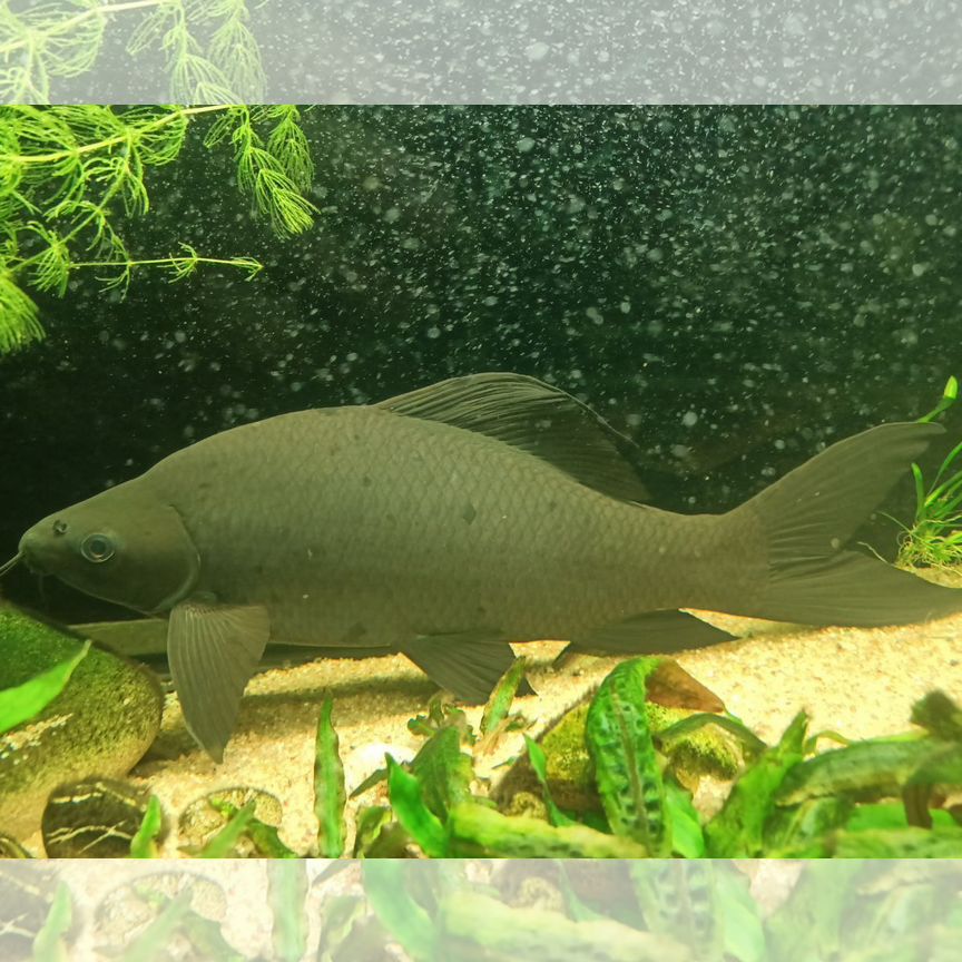 Рыбка лабео черный