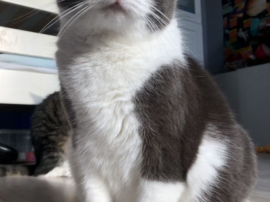 Отдам в добрые руки кошку