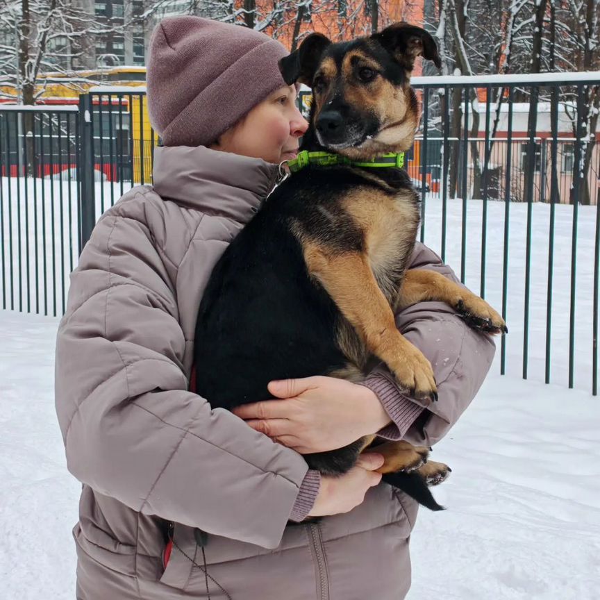Взрослая собака в добрые руки