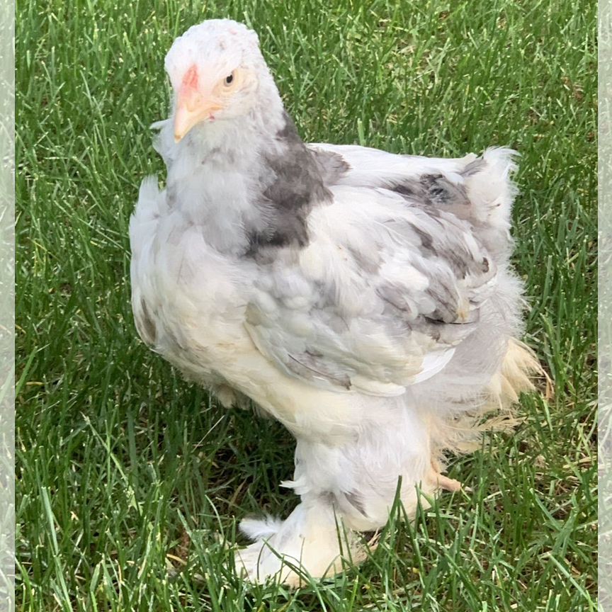 Куры породы Брама