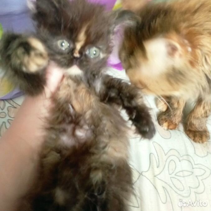 Персидские котята