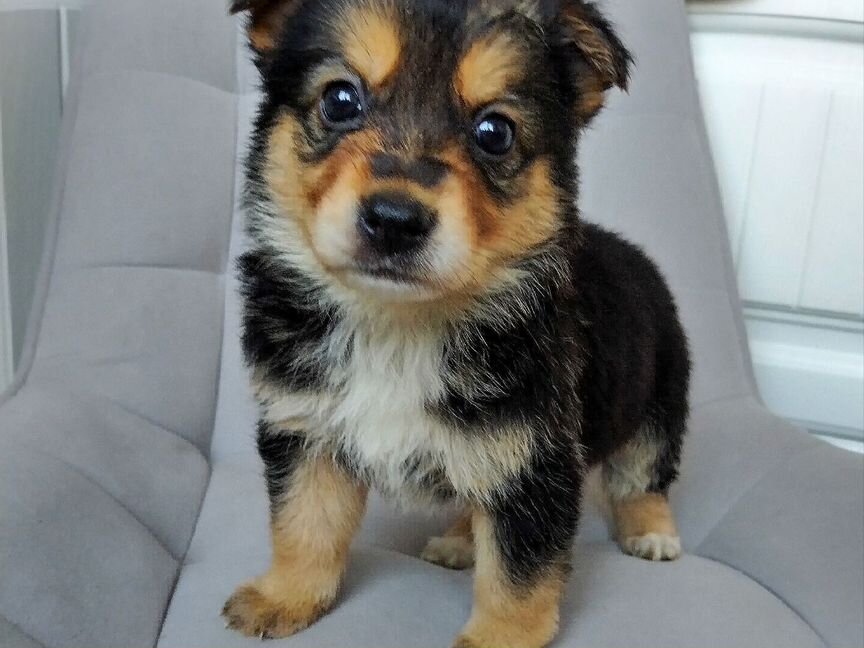 Щенок в добрые руки бесплатно