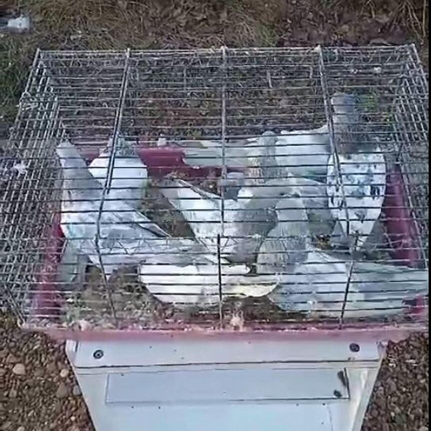 Индапакестанские голуби