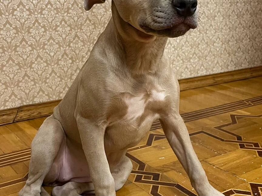 Суки прайтер щенки
